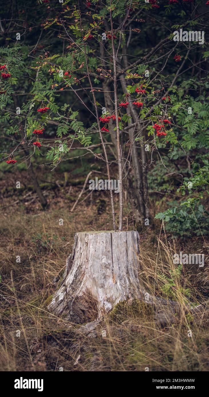 A vertical closeup of a tree stump guelder roses around Stock Photo - Alamy