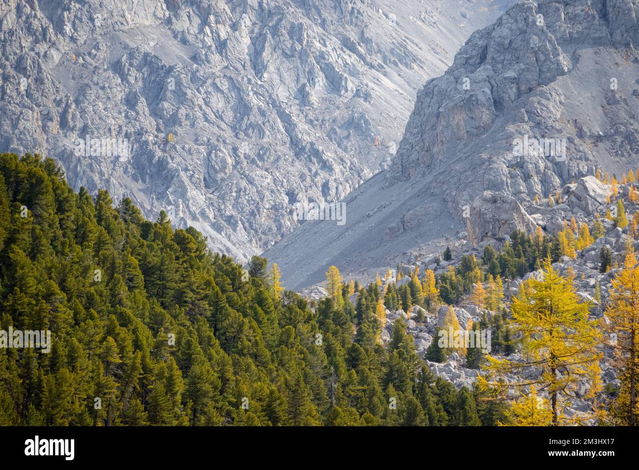 Rocky mountain close-up with the trees growing on the side, sunny day ...