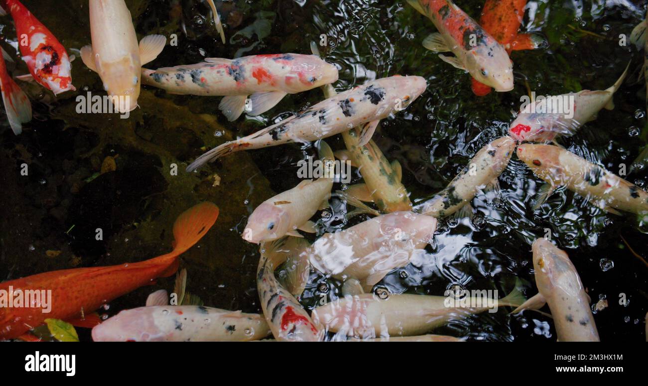 Colorful group of fish. Landscape with many fish. Koi fish, Cyprinus ...