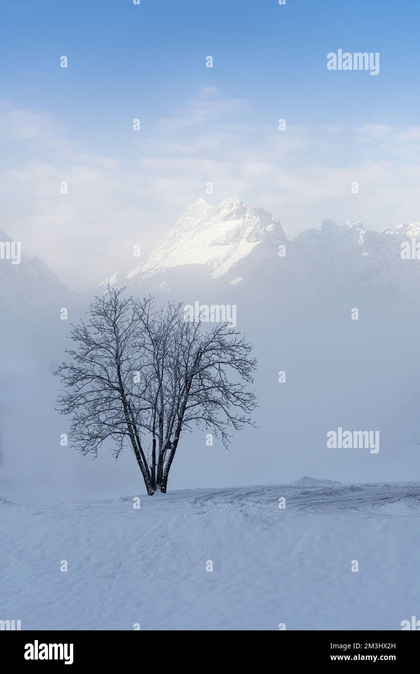 a tree in the snow in an alpine landscape with morning fog Stock Photo ...