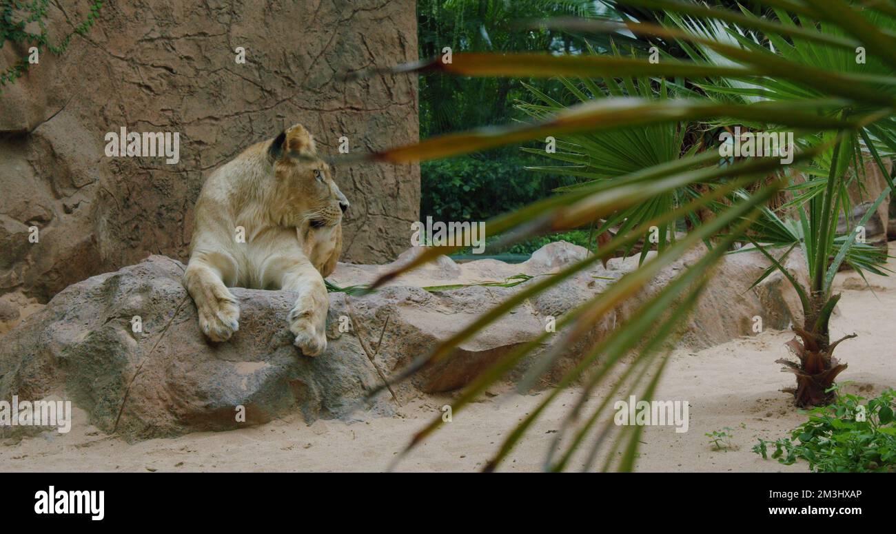 Colorful asian lioness staring. Lioness looks intently. Beautiful ...