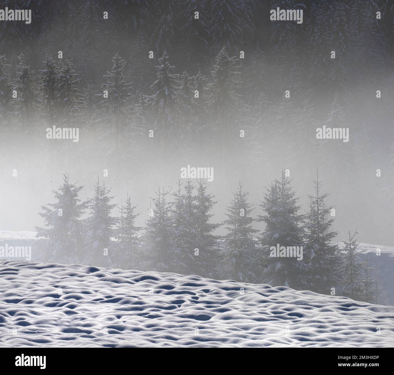 Pines in the snow in an alpine landscape with morning fog Stock Photo ...