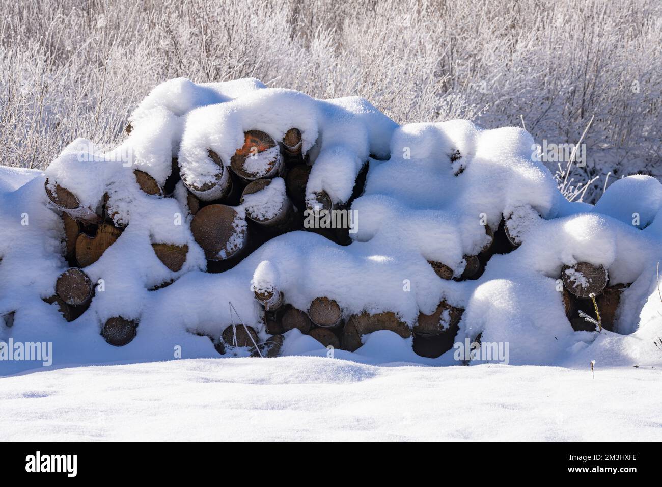 pine logs cut and stacked covered with snow Stock Photo - Alamy