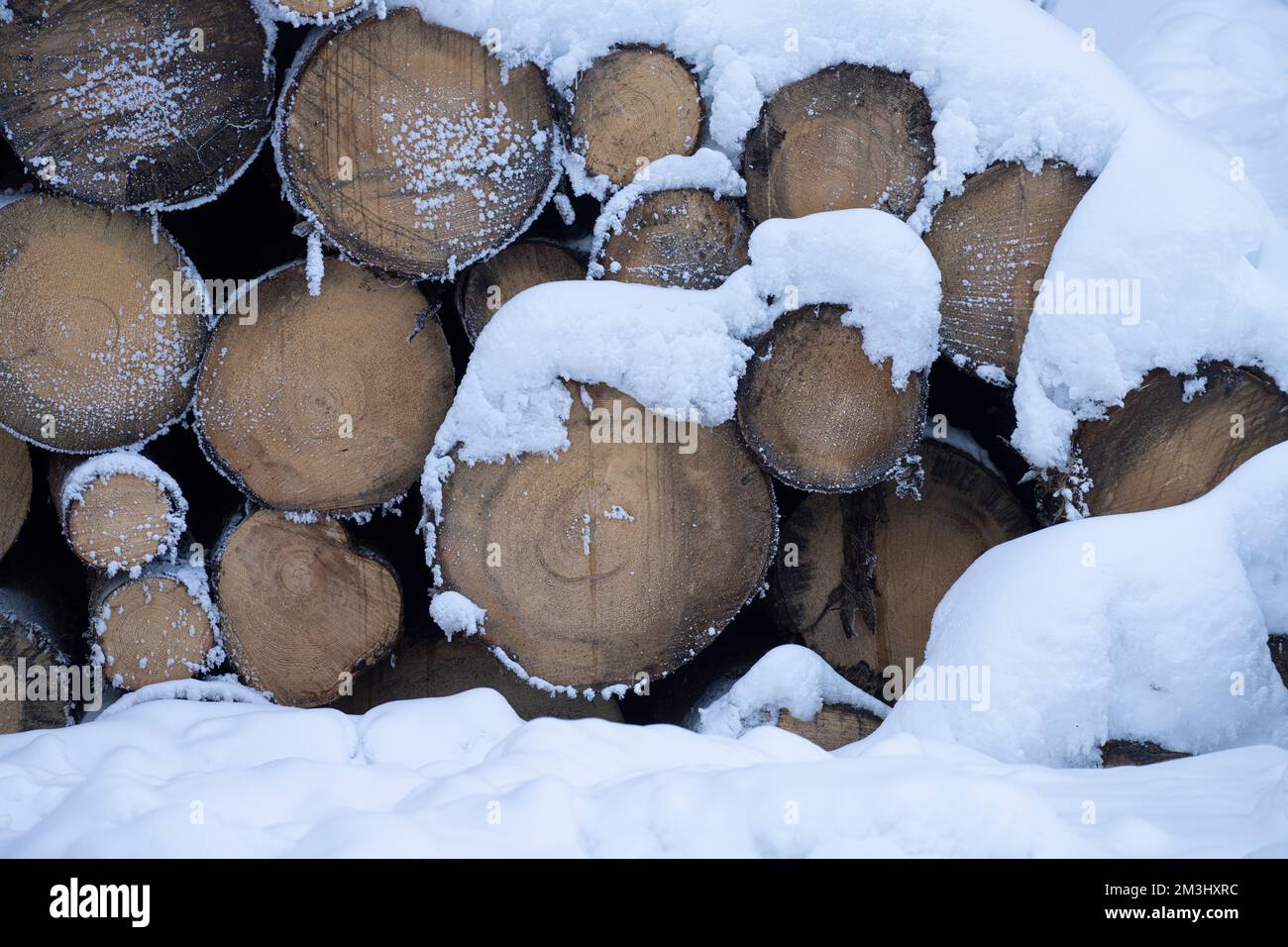 pine logs cut and stacked covered with snow Stock Photo - Alamy