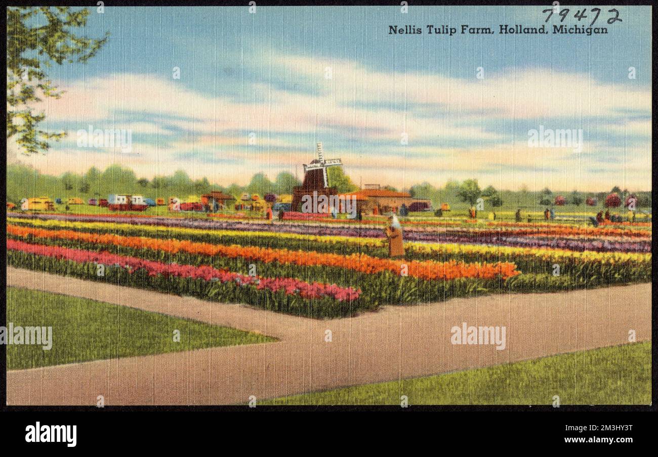 Nellis Tulip Farm, Holland, Michigan , Tichnor Brothers Collection ...