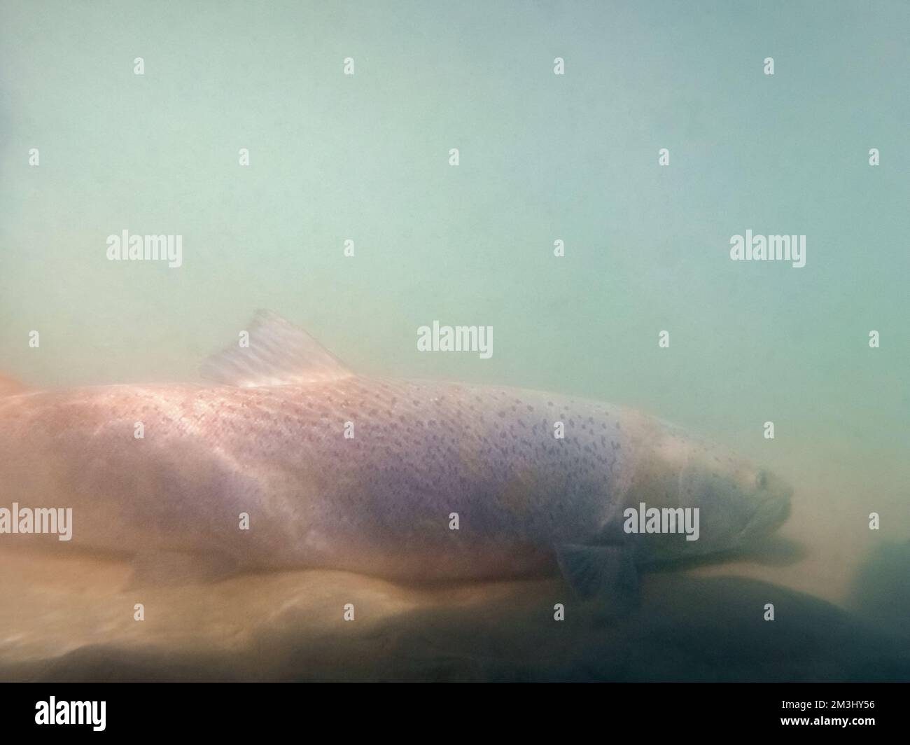 Hucho taimen in the river, laying on the river bottom. Freshwater fish ...