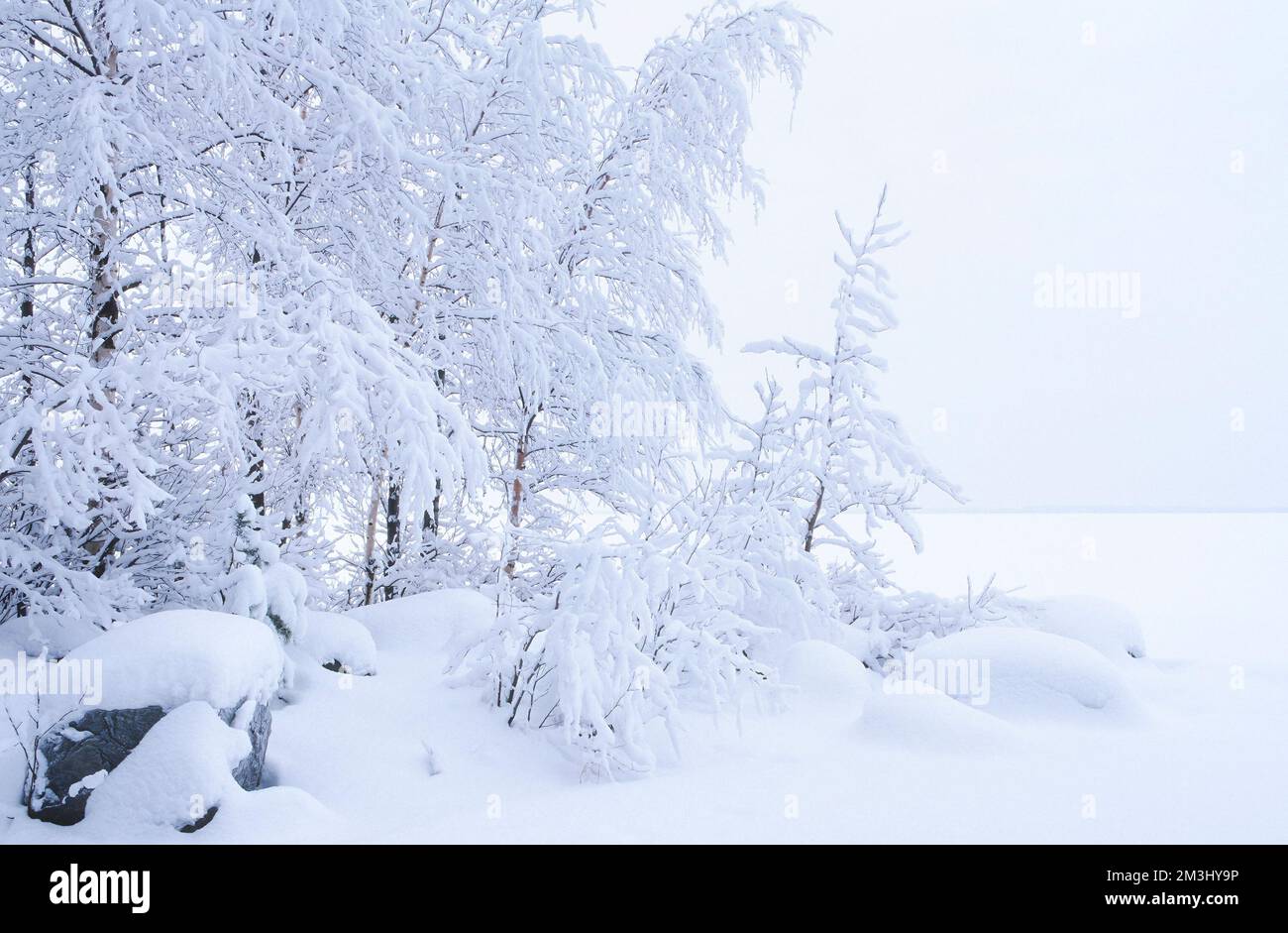 Snow covered trees and rocks. Winter landscape on the lake shore Stock ...