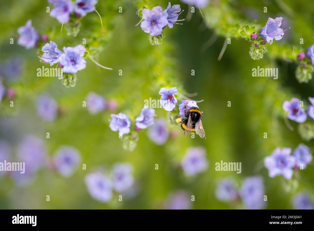 bumblebee on a flower in a garden. bee in a native bushland in england ...