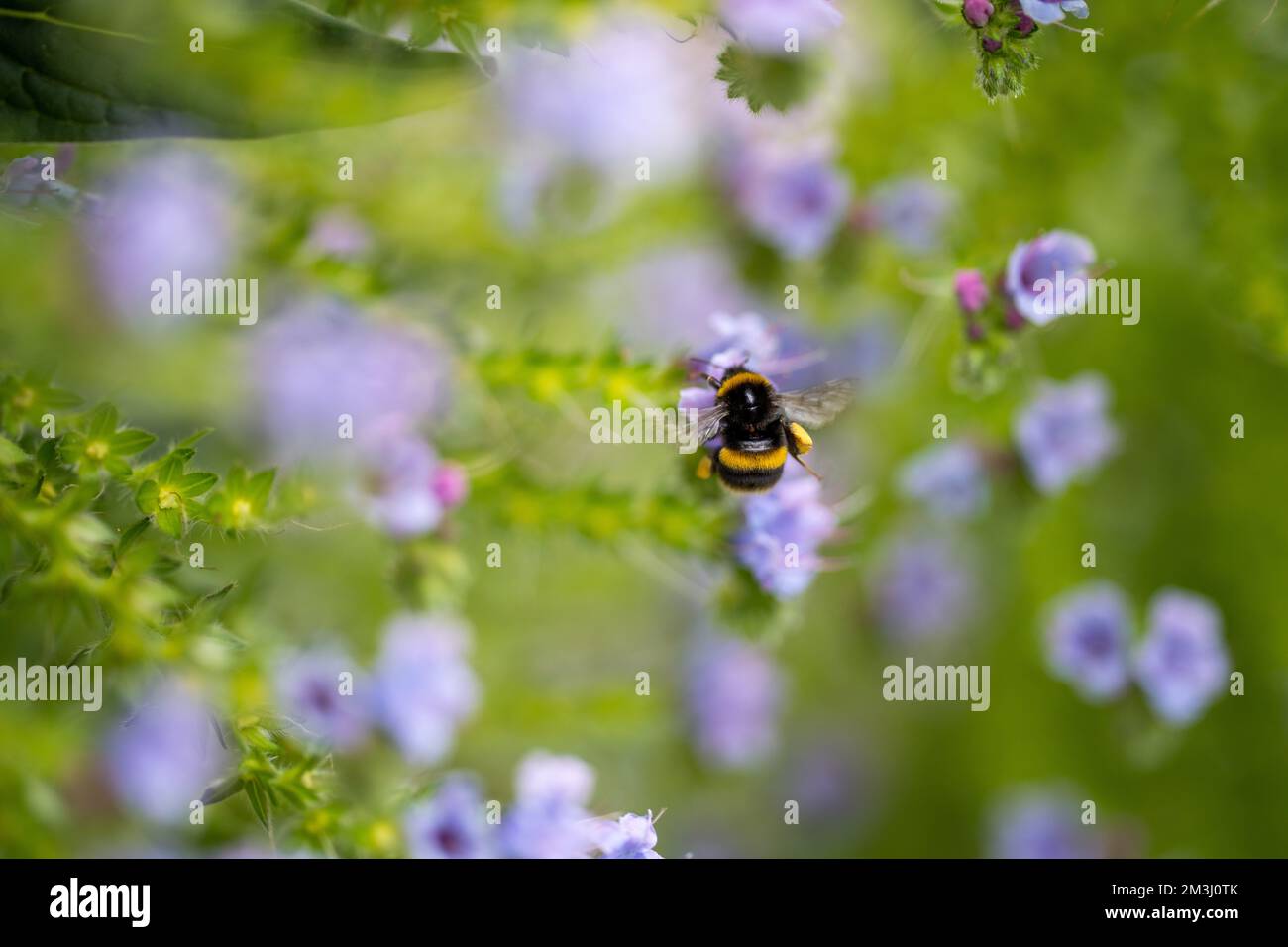 bumblebee on a flower in a garden. bee in a native bushland in england ...