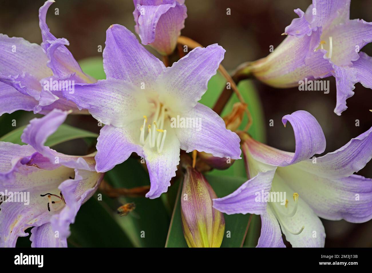 Lily flower pink hi-res stock photography and images - Alamy