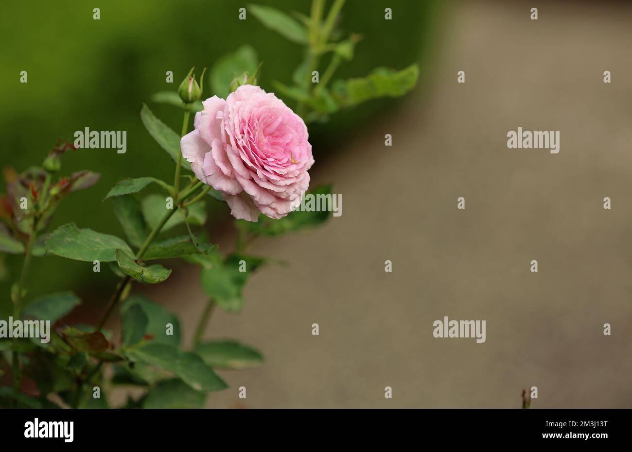 Side view at pink Rose Stock Photo - Alamy