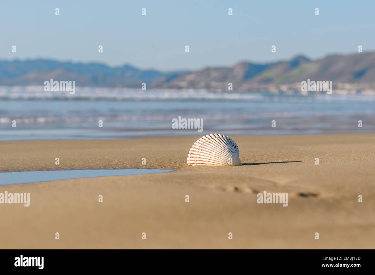 Seashell on the beach. Seascape background of empty sand beach ...