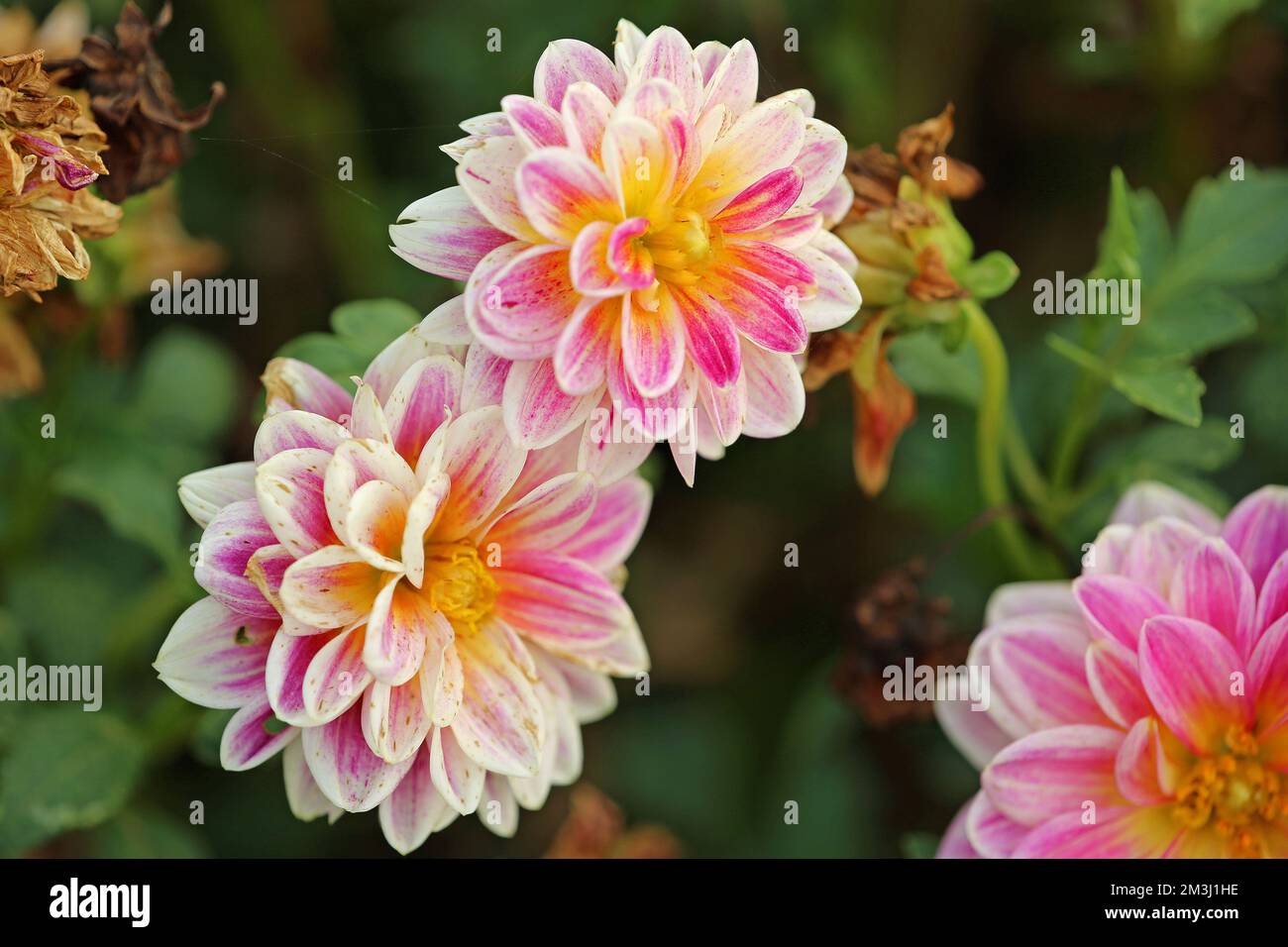 White pink Dahlia flowers Stock Photo - Alamy