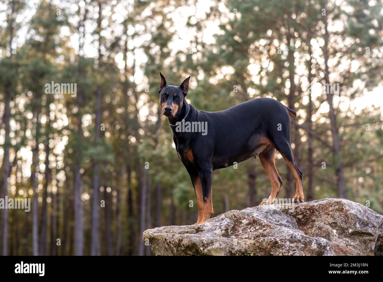 Doberman Pinscher outdoors at a park. beautiful female dobie outside at ...
