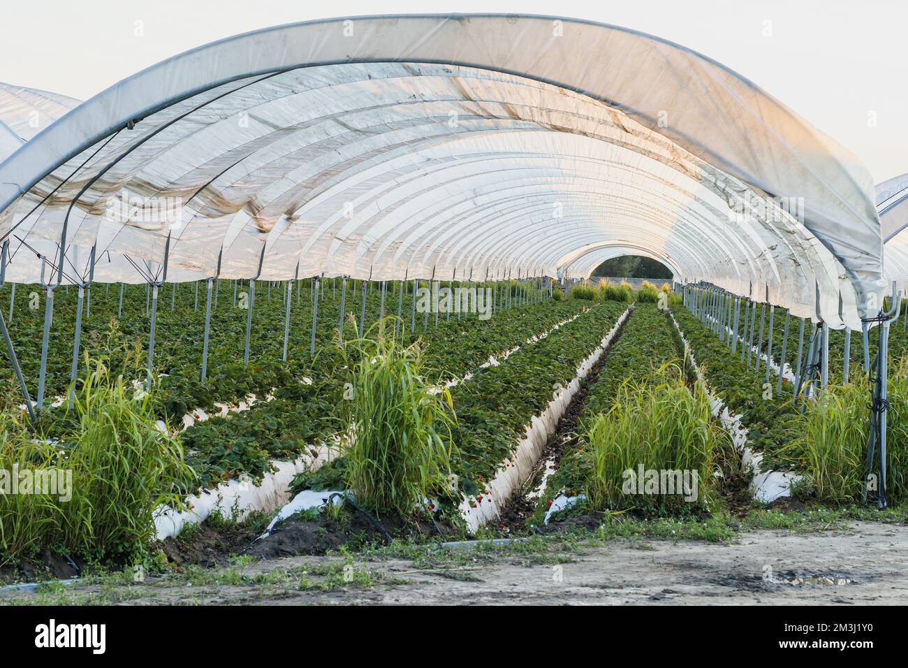Rows of strawberry plants growing in plant nursery. Santa Barbara ...