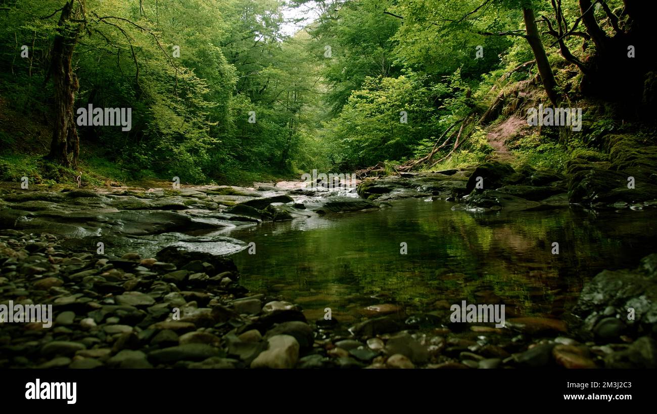 Beautiful tropical rain forest and a small lake. Creative. Cold stream ...