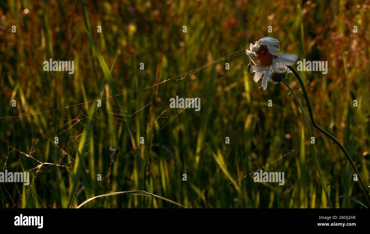 White daisy flower under the summer hot sun with a spider web. Creative ...