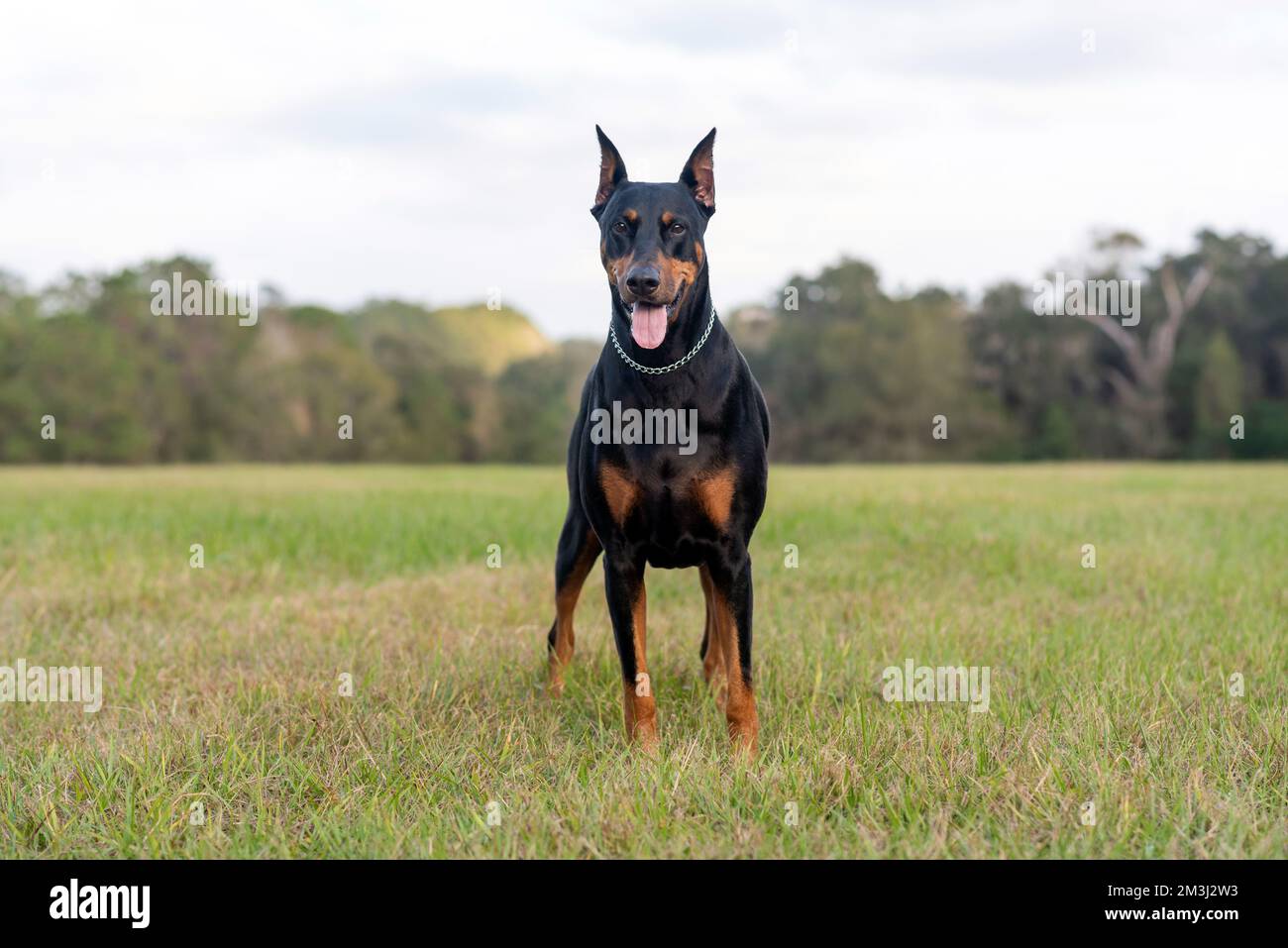 Doberman Pinscher outdoors at a park. beautiful female dobie outside at ...
