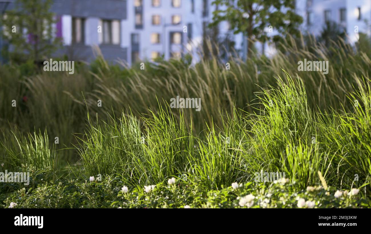 Beautiful green grass near residential buildings. Stock footage. Close ...