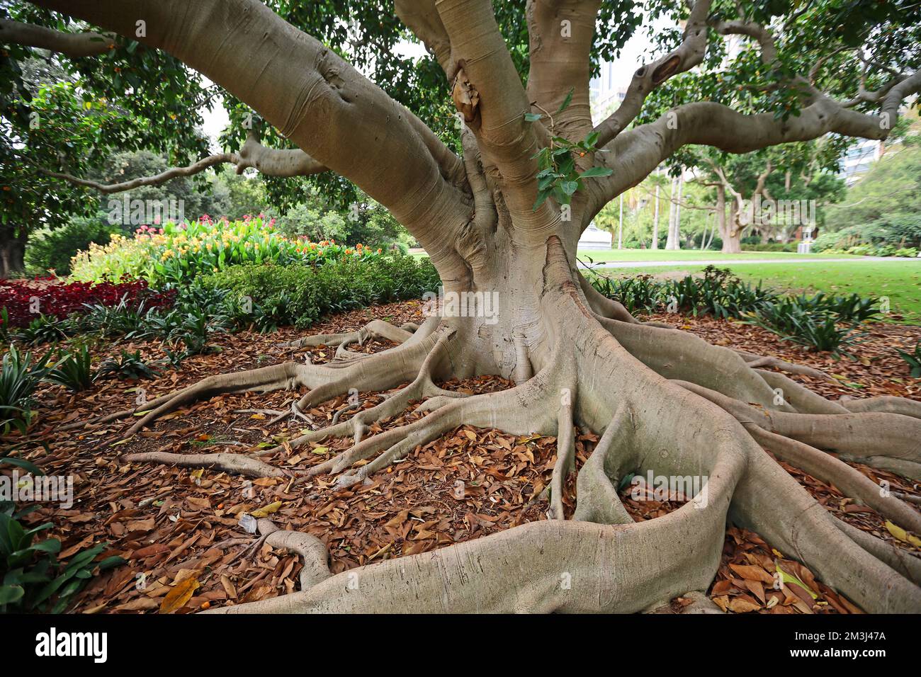Moreton Bay fig tree - Sydney Stock Photo - Alamy