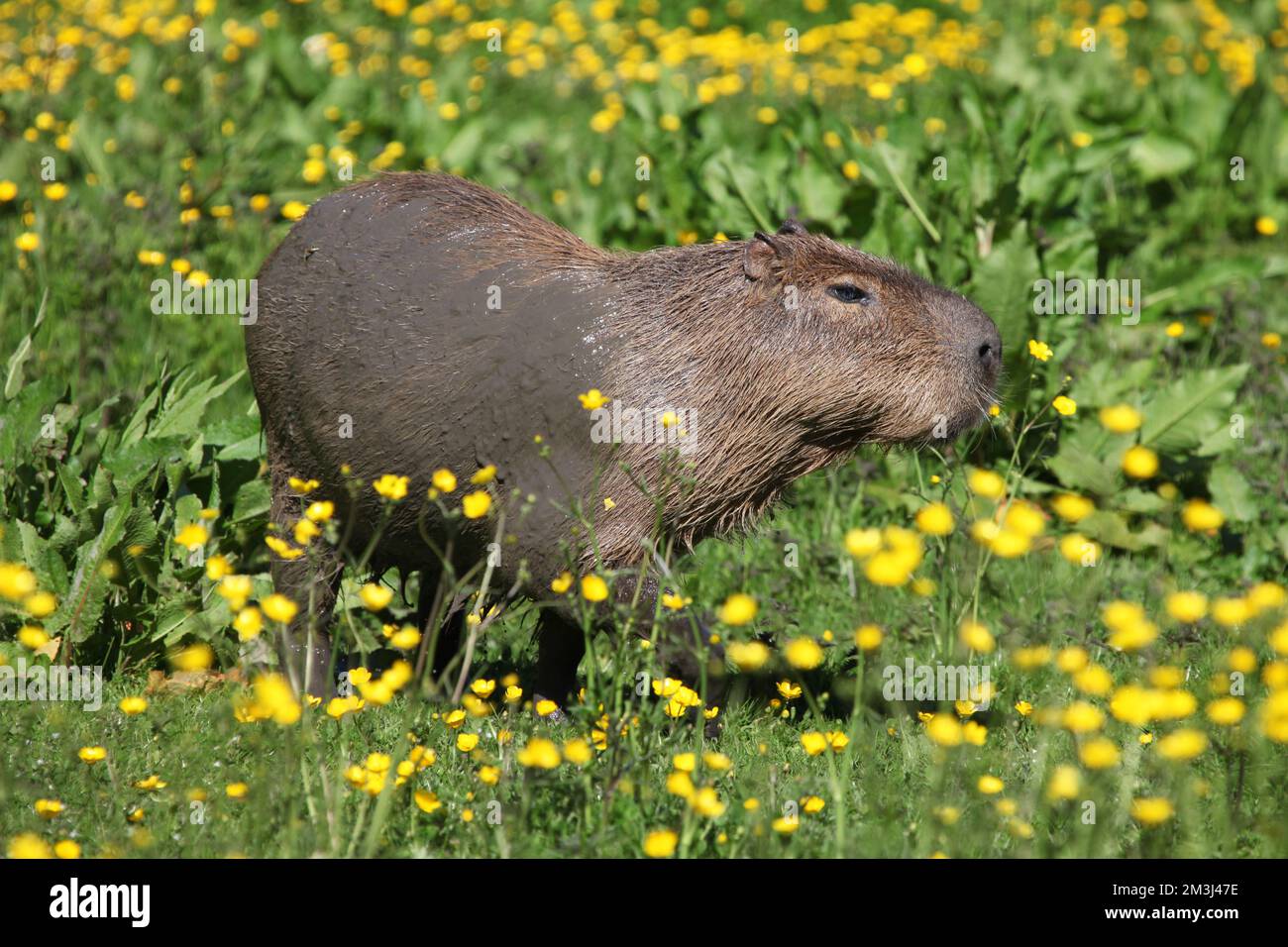 Capybara water hog hydrochoerus hydrochaeris hi-res stock photography ...