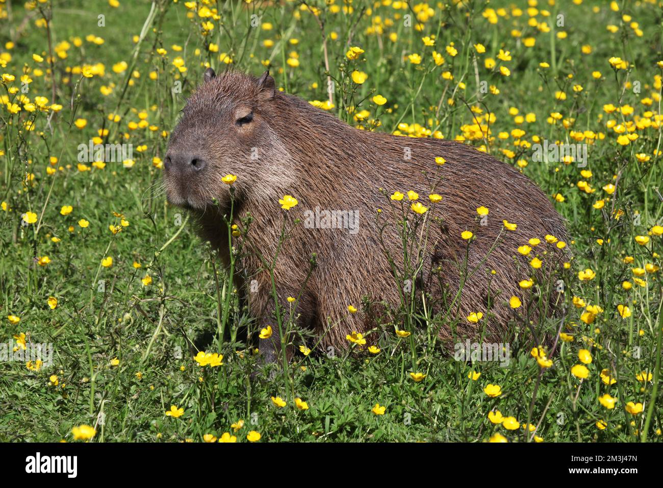 Giant capybara hi-res stock photography and images - Alamy