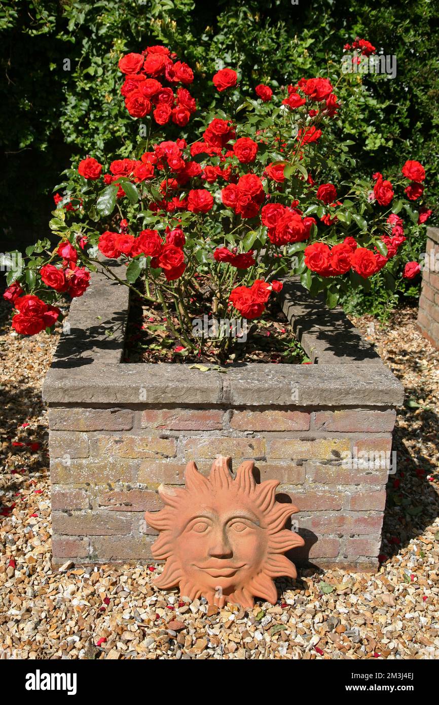 Ornamental terracotta sun face leaning against red rose filled planter ...