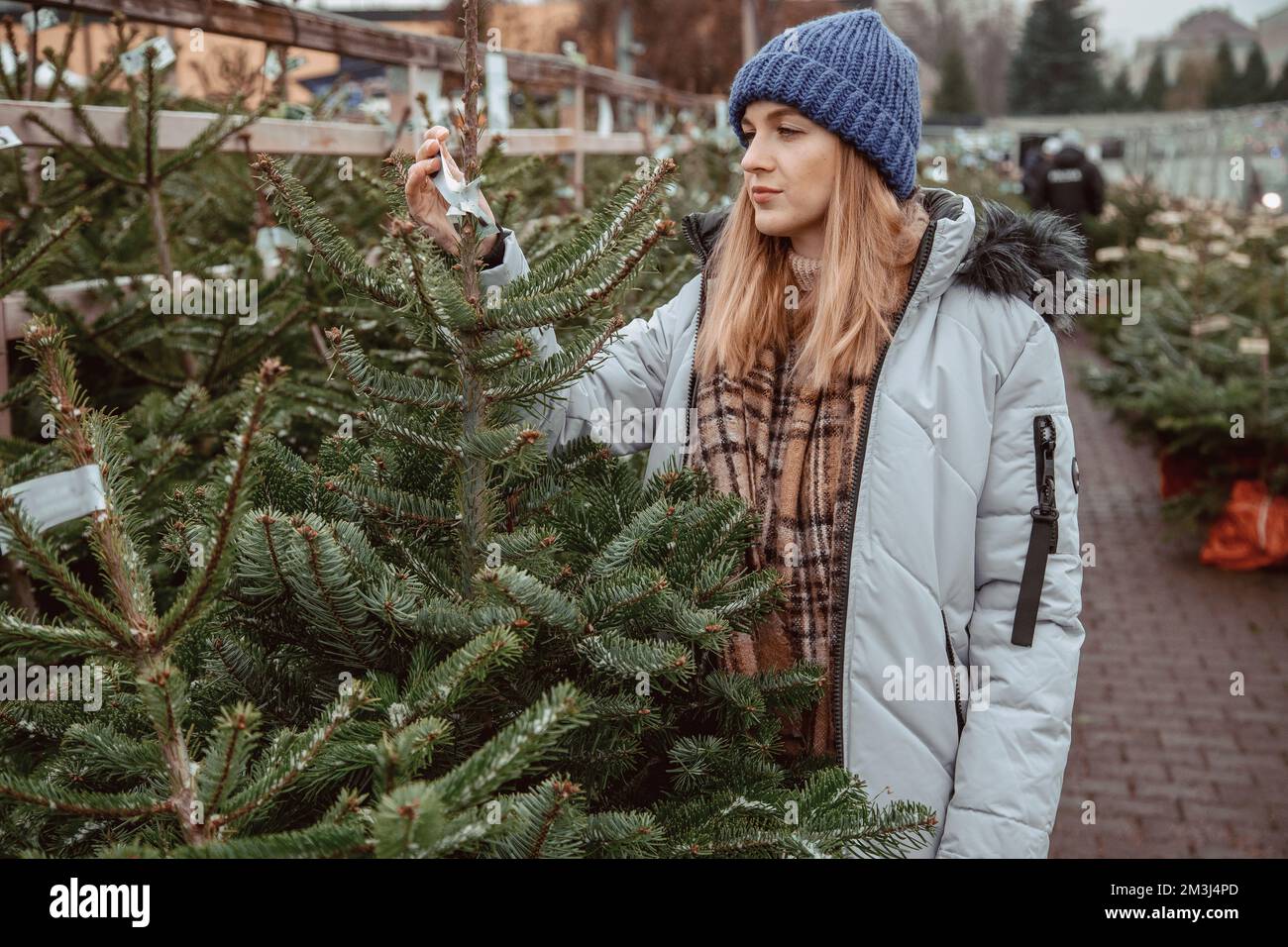Elegant girl buys a Christmas tree. Womanin a blue cap and scarf ...