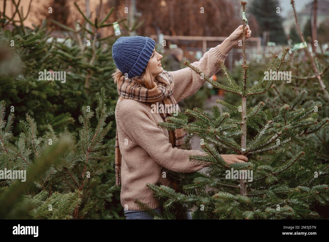 Elegant girl buys a Christmas tree. Womanin a blue cap and scarf ...