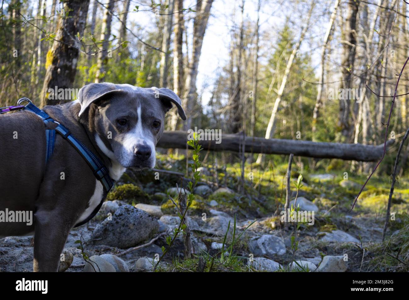 A cute gray gray American Staffordshire Terrier with the forest in the ...