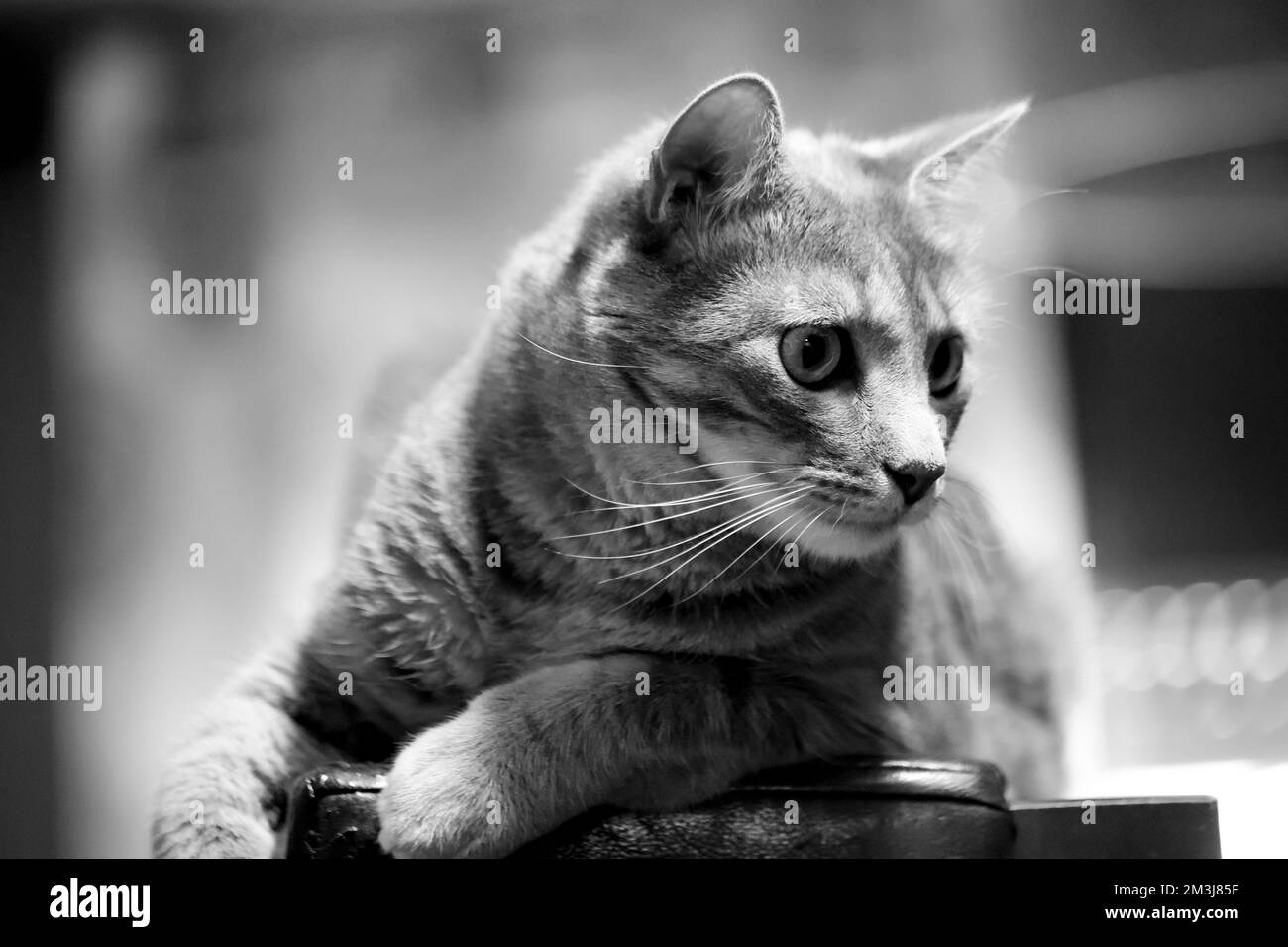 A grayscale of a cute American Shorthair cat resting at home on the ...