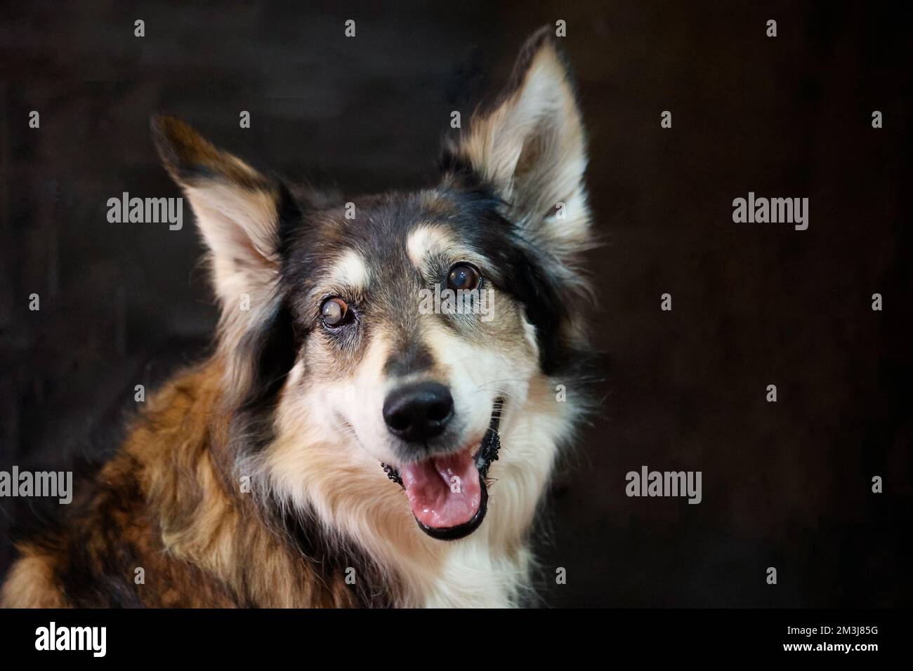 A cute fluffy Australian Shepherd with big ears isolated on an empty ...