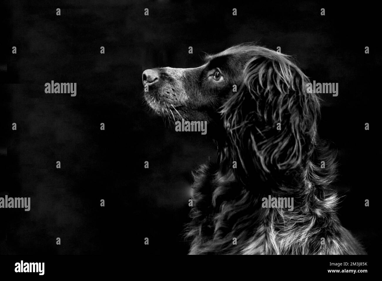 Boykin spaniel Black and White Stock Photos & Images - Alamy