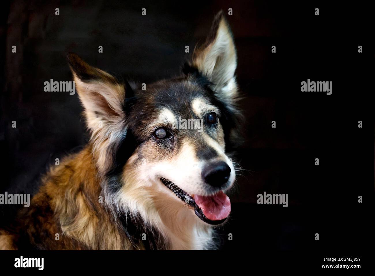 A cute fluffy Australian Shepherd with big ears isolated on an empty ...