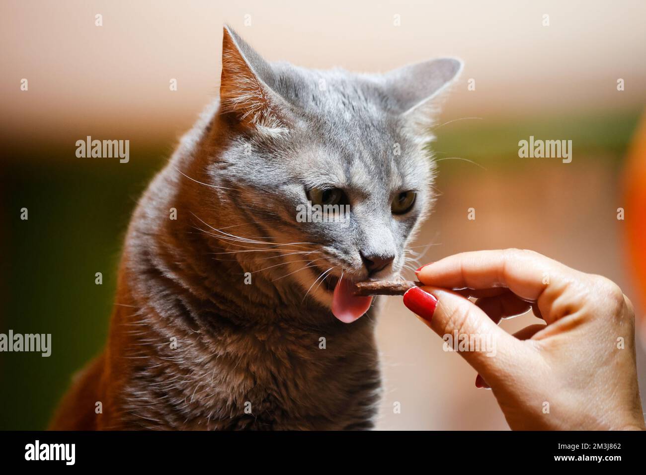 The owner hand-feeding her American Shorthair cat at home on the ...