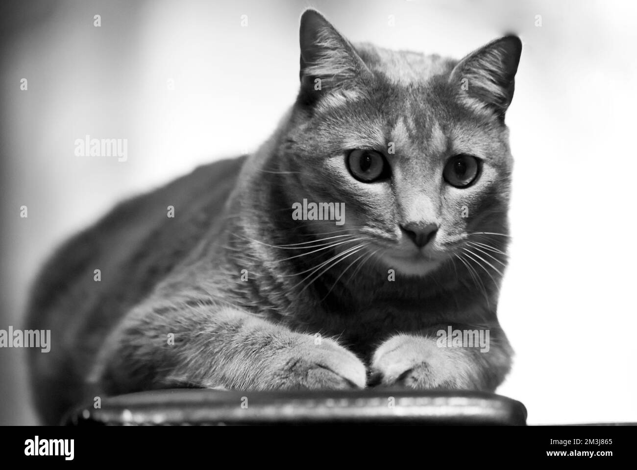 A grayscale of a cute American Shorthair cat resting at home on the ...