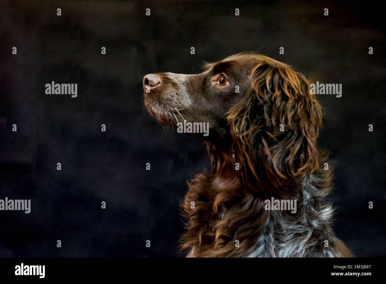 A cute brown Boykin Spaniel with big ears sitting against the dark ...