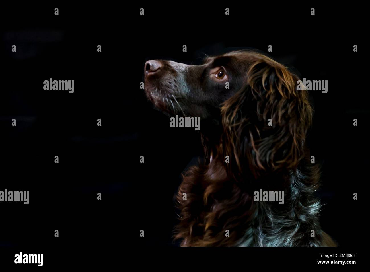 A cute brown Boykin Spaniel with big ears sitting against the dark ...