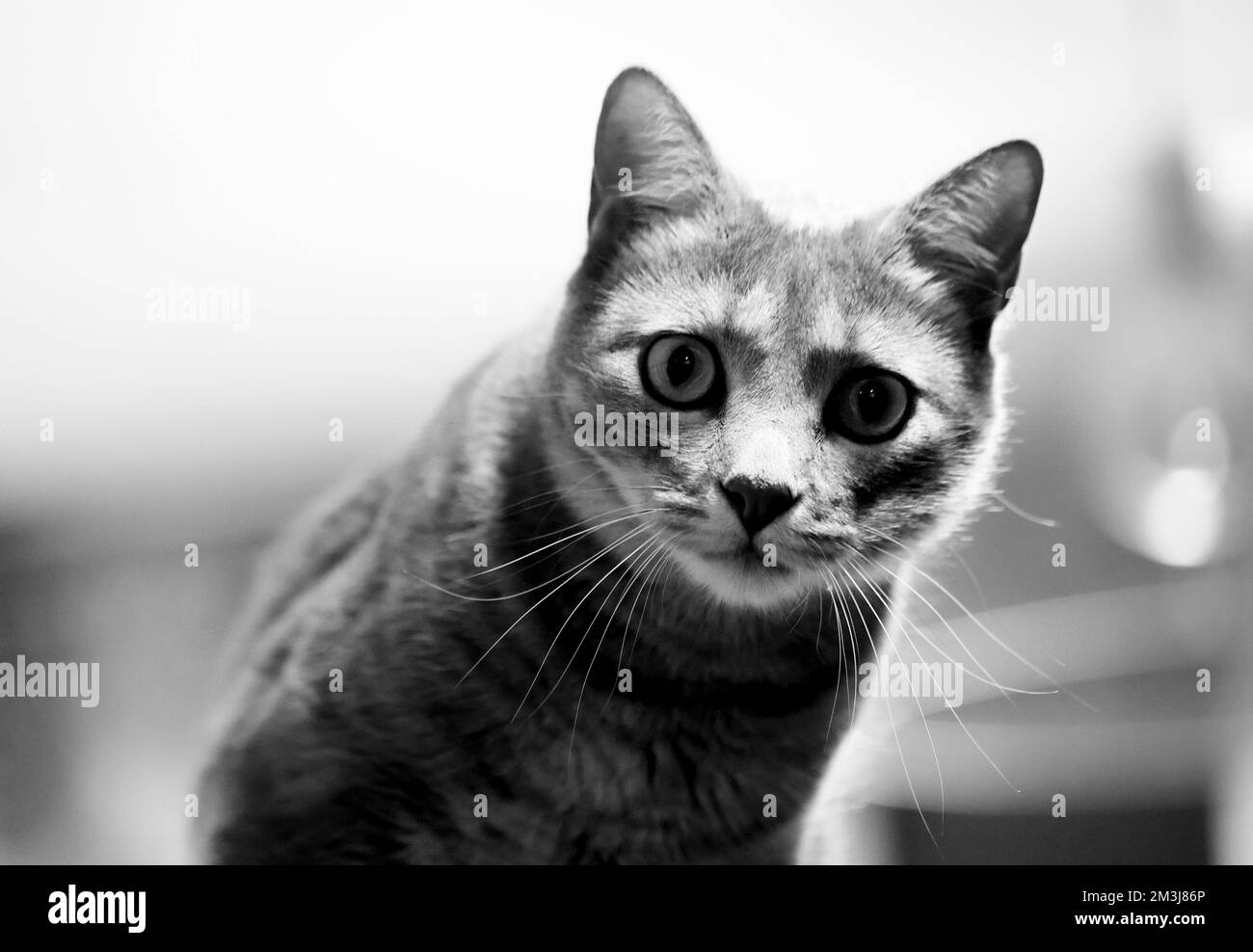 A grayscale of a cute American Shorthair cat resting at home on the ...