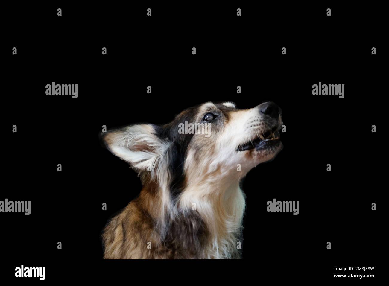 A cute fluffy Australian Shepherd with big ears isolated on an empty ...