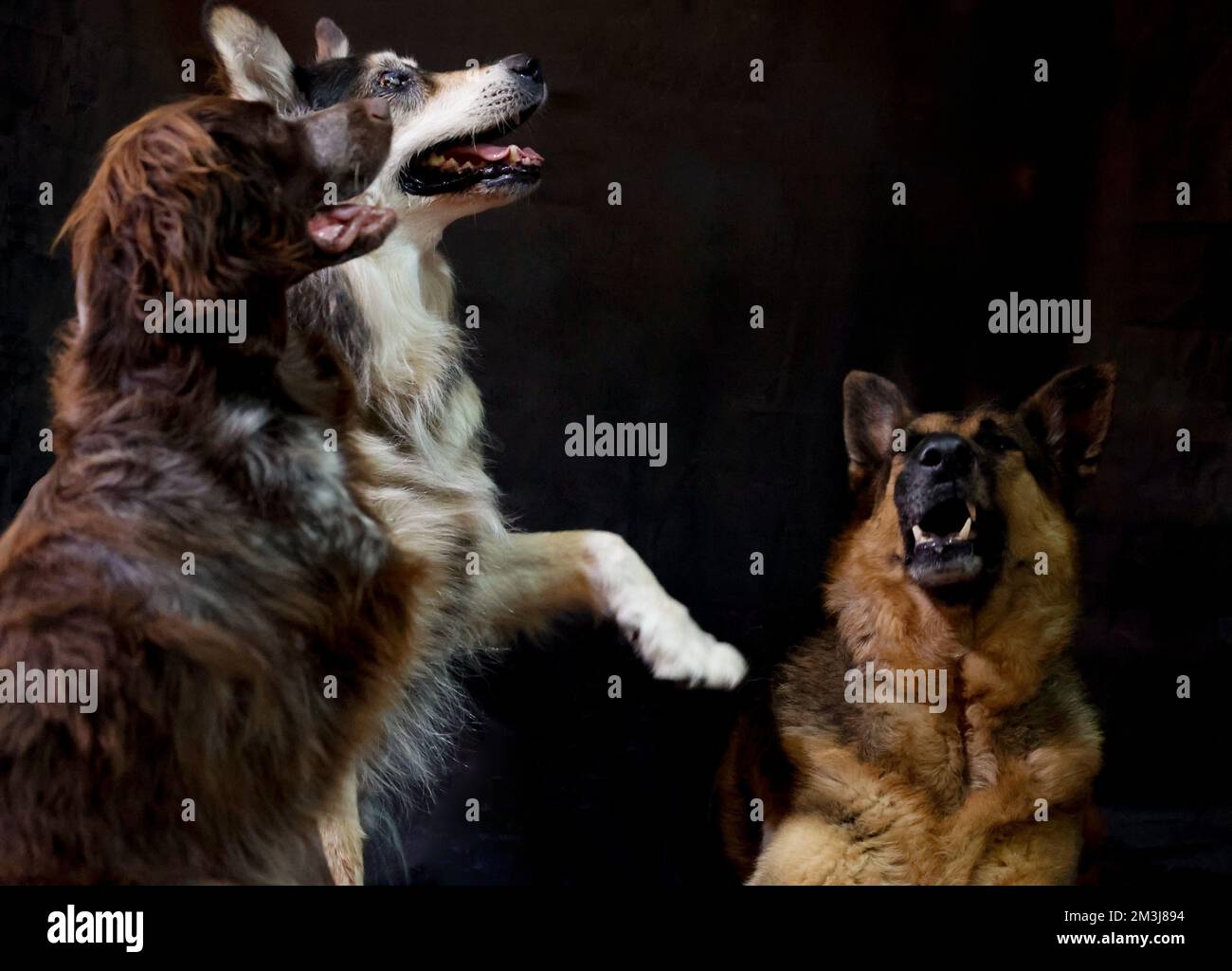 The cute Boykin Spaniel, Australian and German shepherds jumping for ...