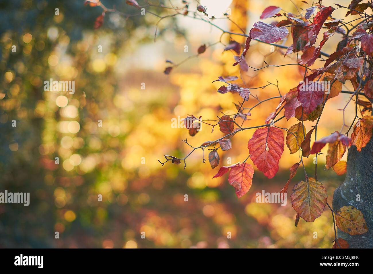Golden light on leaves hi-res stock photography and images - Alamy