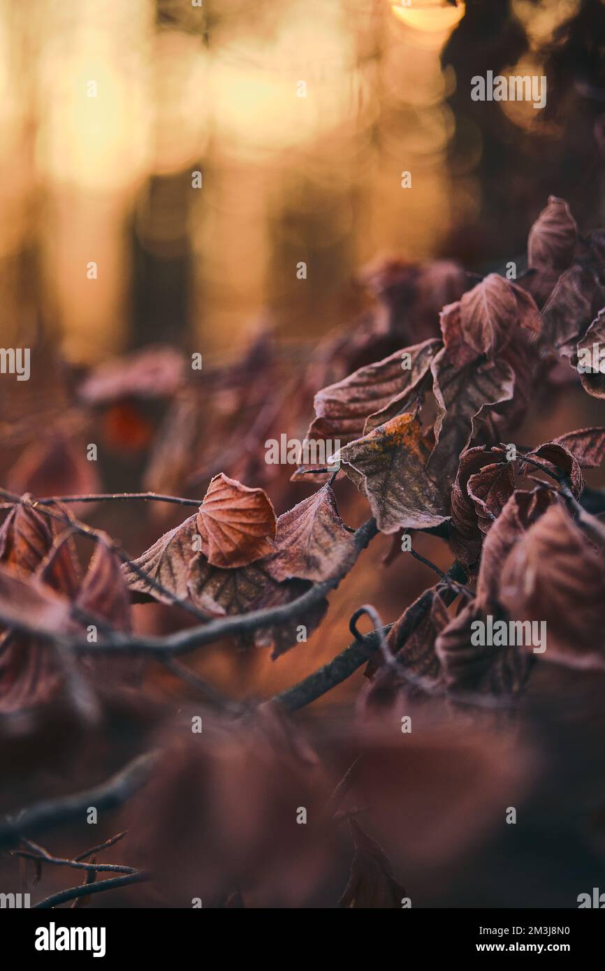 frost covered leaves in morning sun. High quality photo Stock Photo - Alamy