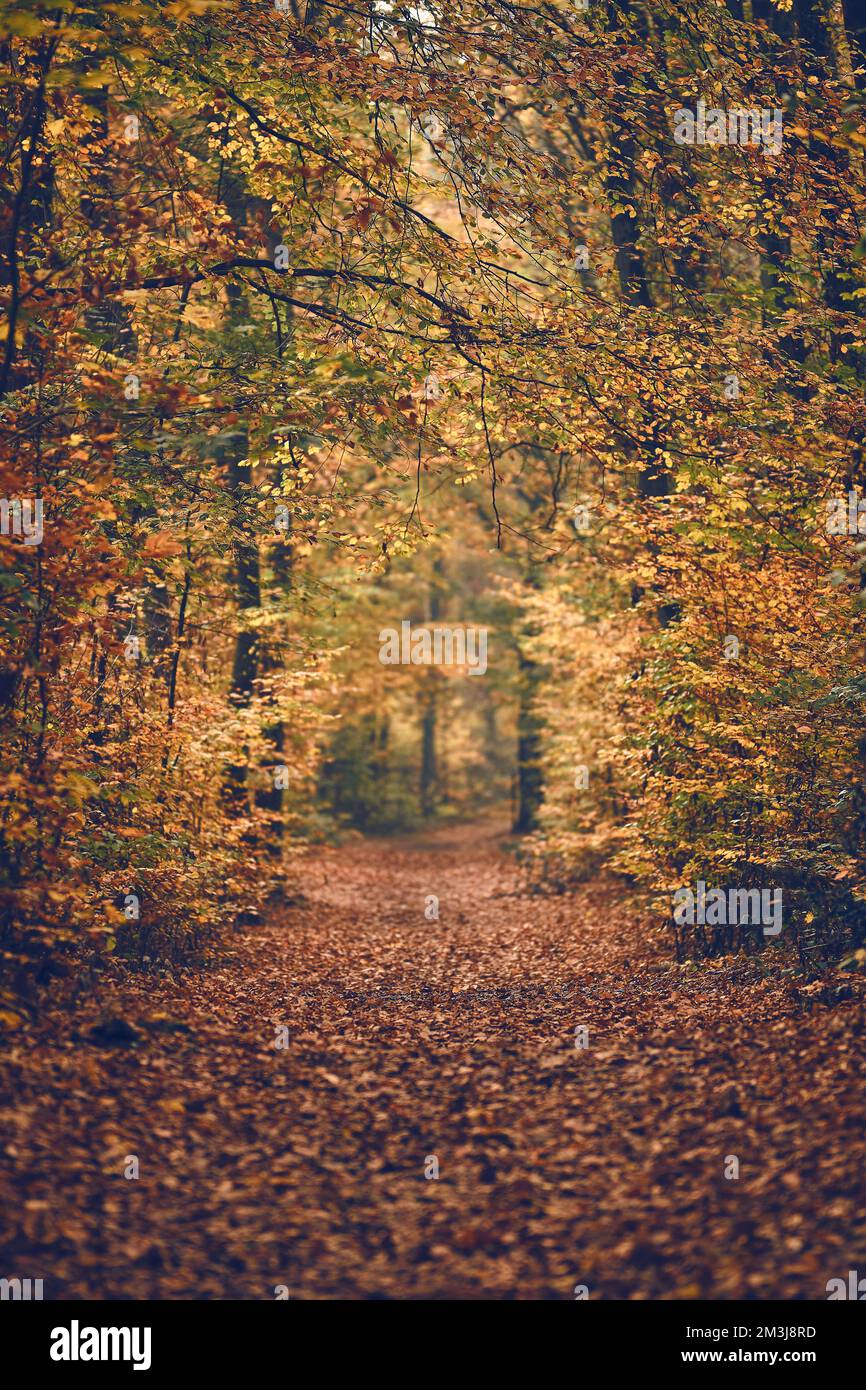 fall season in the woods. High quality photo Stock Photo - Alamy