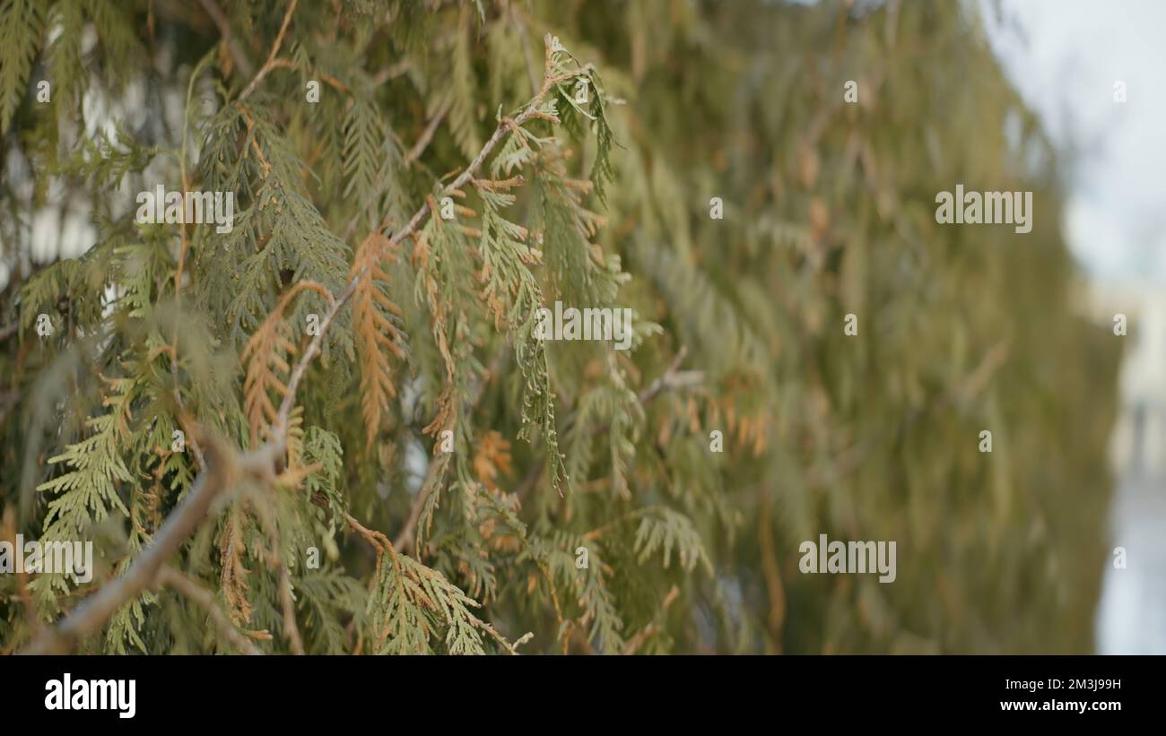 Beautiful bushes moving in wind hi-res stock photography and images - Alamy