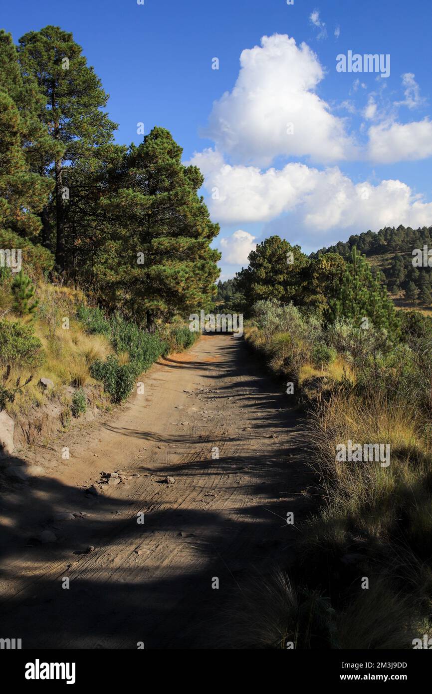 A vertical shot of a path running through green vegetation with clouds ...