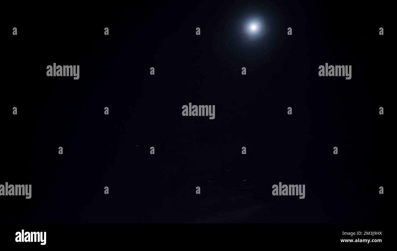 Bottom view of the night sky with shining moon and a flying bird ...