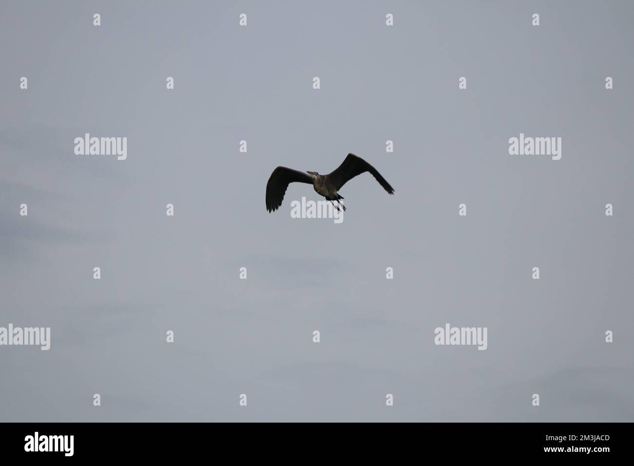 A view of a beautiful bird flying in a sky with fish in its mouth Stock ...