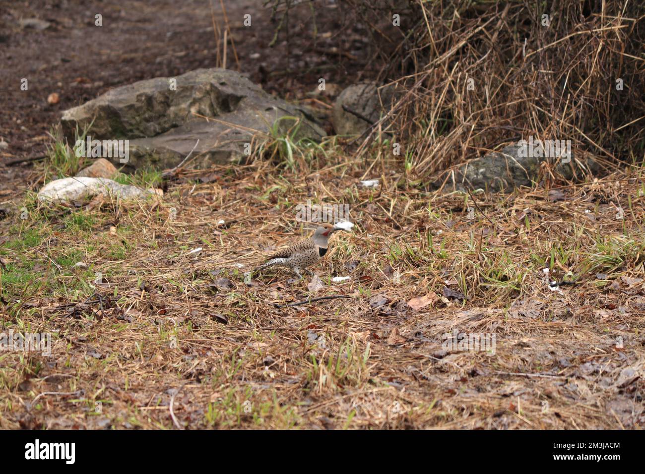 A view of a cute Northern flicker on dry grass in a field Stock Photo ...