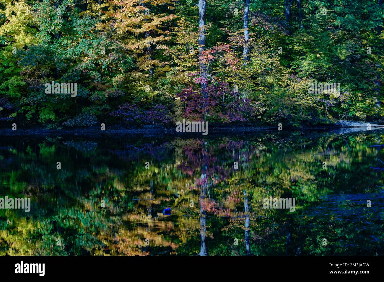 changing leaves over water Stock Photo - Alamy